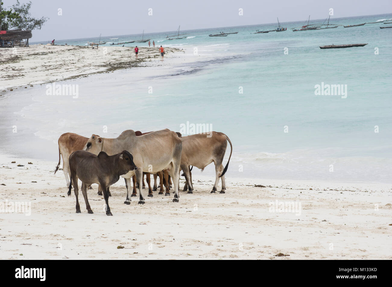 Cows and bulls congregate on the beach in Nungwi, Zanzibar, Tanzania on ...