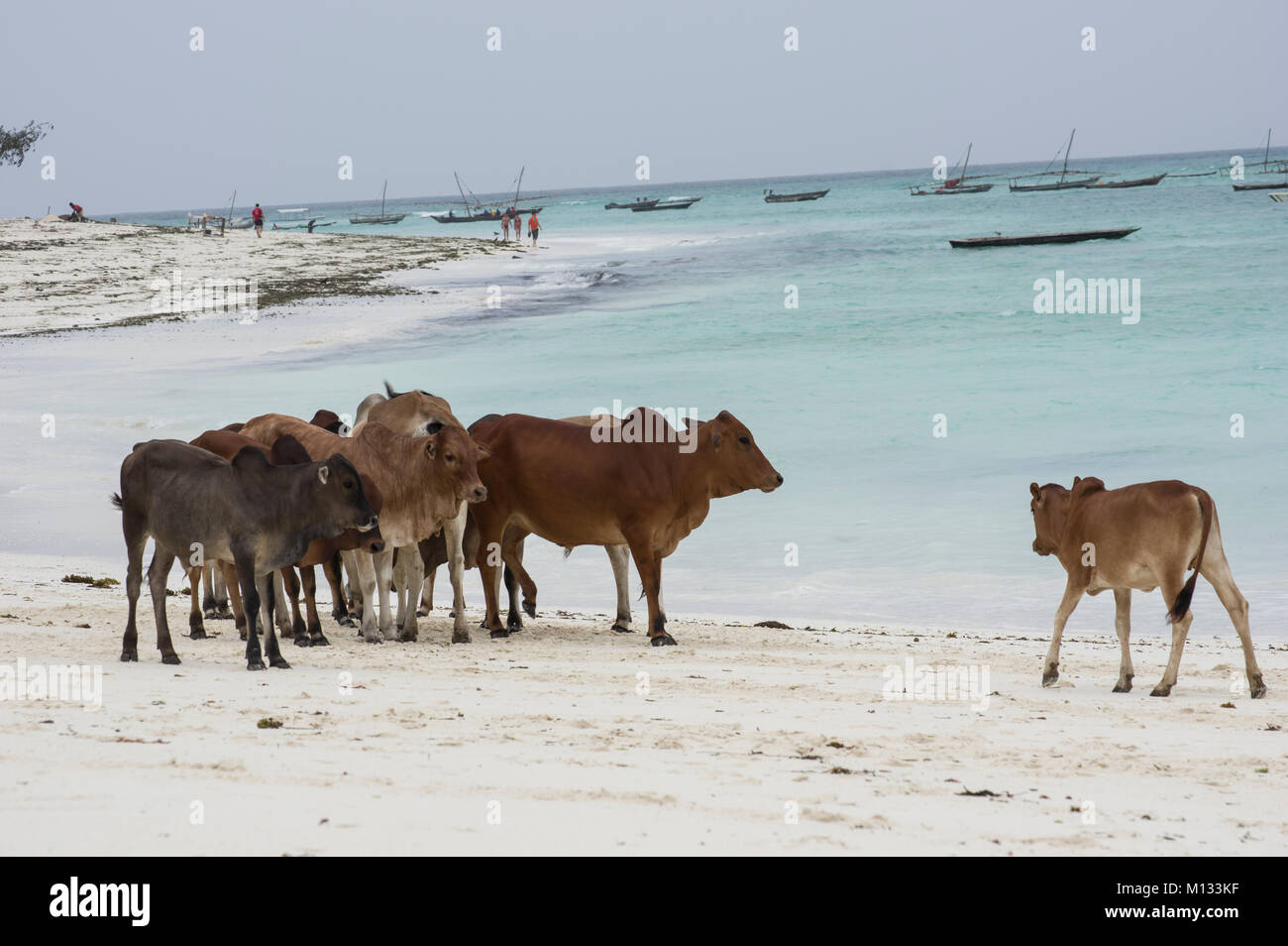 Cows and bulls congregate on the beach in Nungwi, Zanzibar, Tanzania on ...