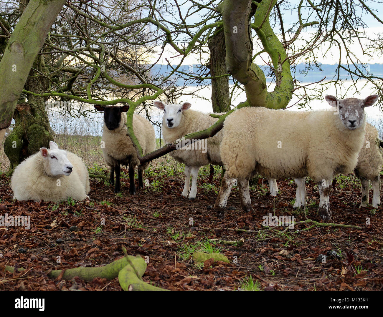 Sheep Grazing by Lake - Group of woolly sheep standing between bare ...