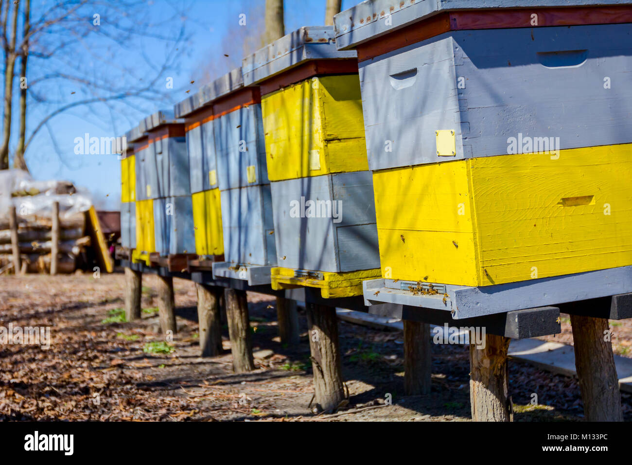 Wooden colorful beehives in a row are placed on wooden construction ...