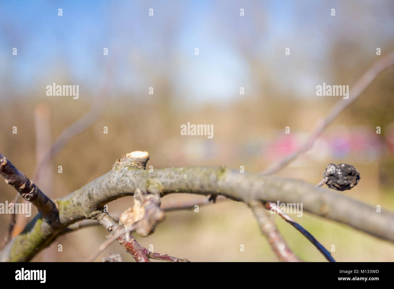 Farmer has pruned branches of trees in orchard using loppers at early ...
