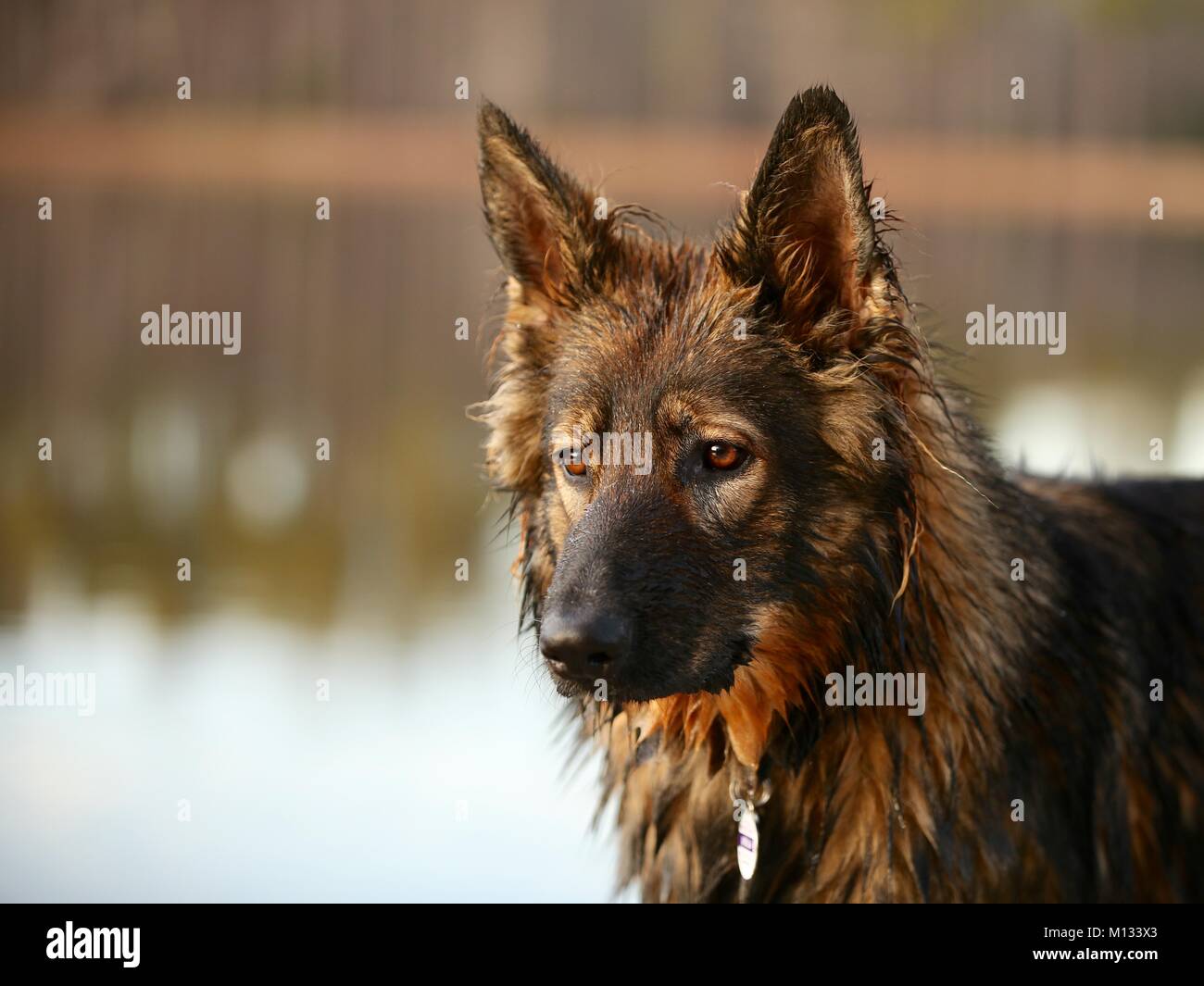Beautiful german shepherd dog Stock Photo - Alamy