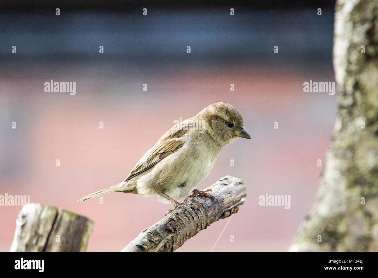 Spring season uk hi-res stock photography and images - Alamy