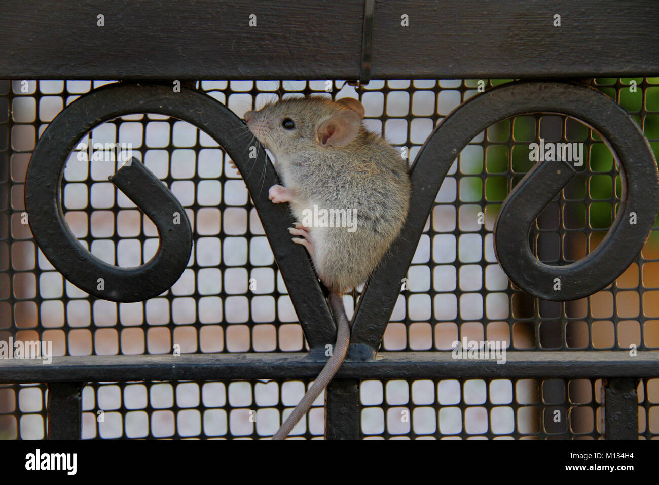 Elephant scared of mouse hi-res stock photography and images - Alamy