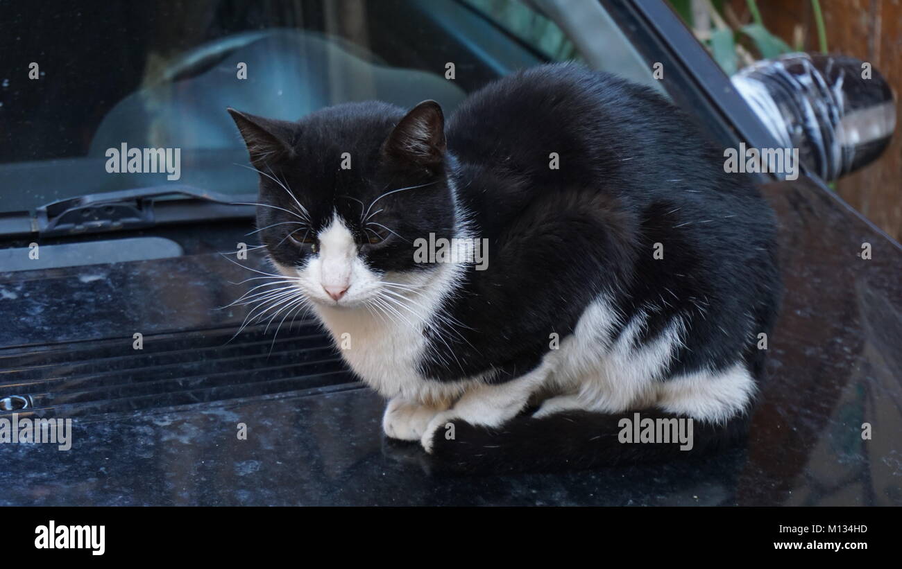 Palermo, Sicily, Italy, cats on a car engine hood Stock Photo - Alamy