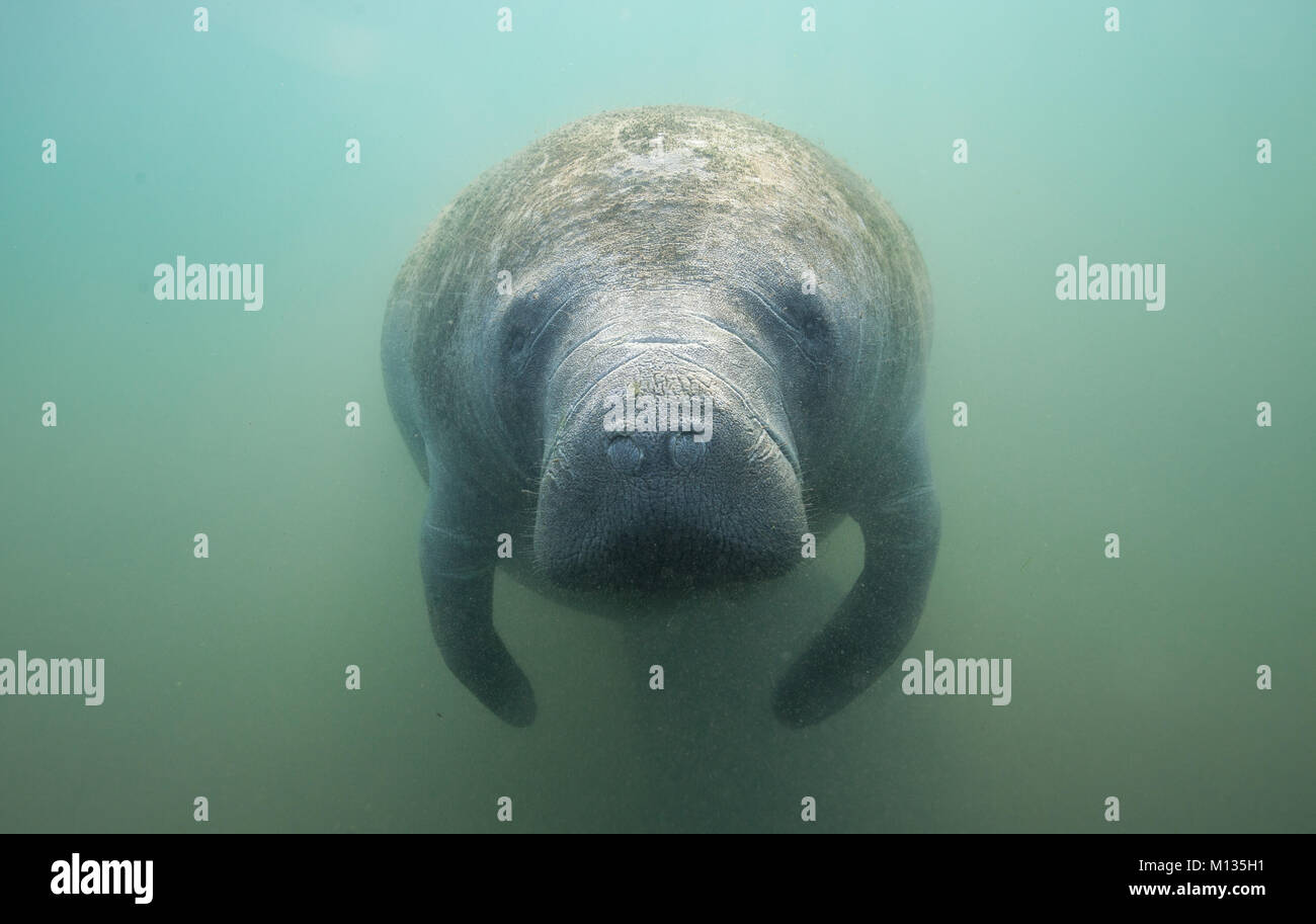 Adorable manatee underwater portrait Stock Photo - Alamy
