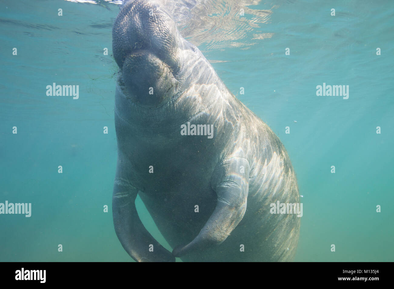 Adorable manatee underwater portrait Stock Photo - Alamy