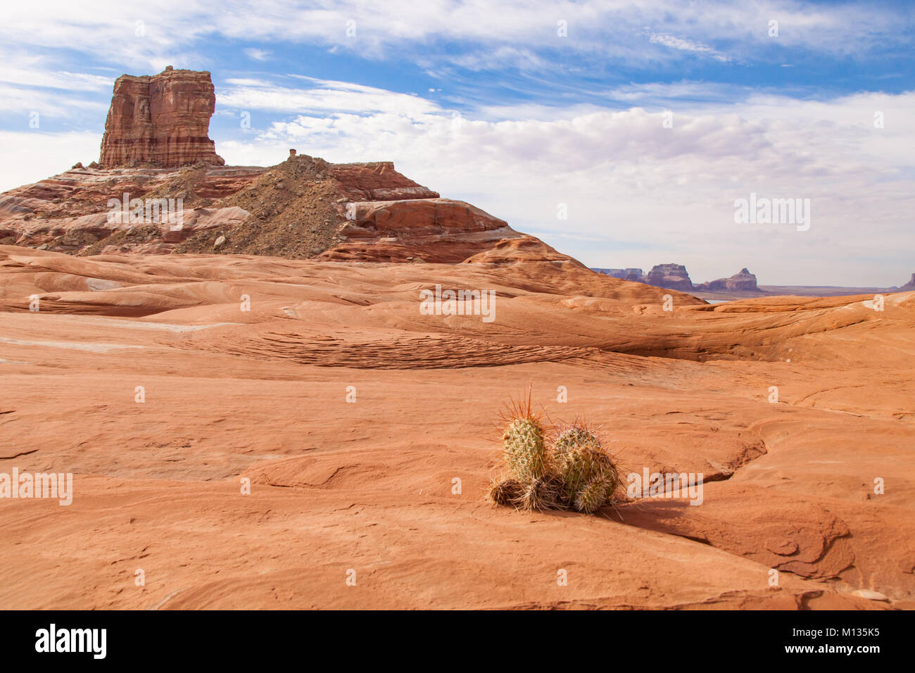 Lone cactus grows in the sandstone near a butte in Lake Powell, Utah ...