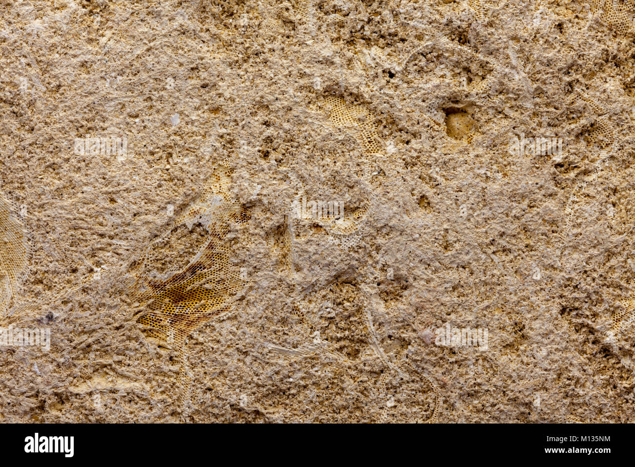 Detail of marine bryozoan fossils containing multiple specimins Stock ...