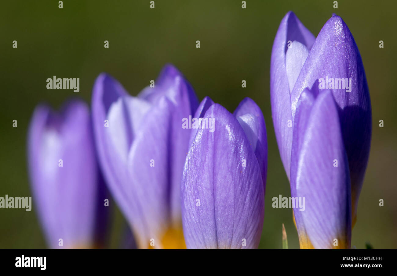 Munich, Germany. 26th Jan, 2018. Crocuses are in full bloom in a park ...