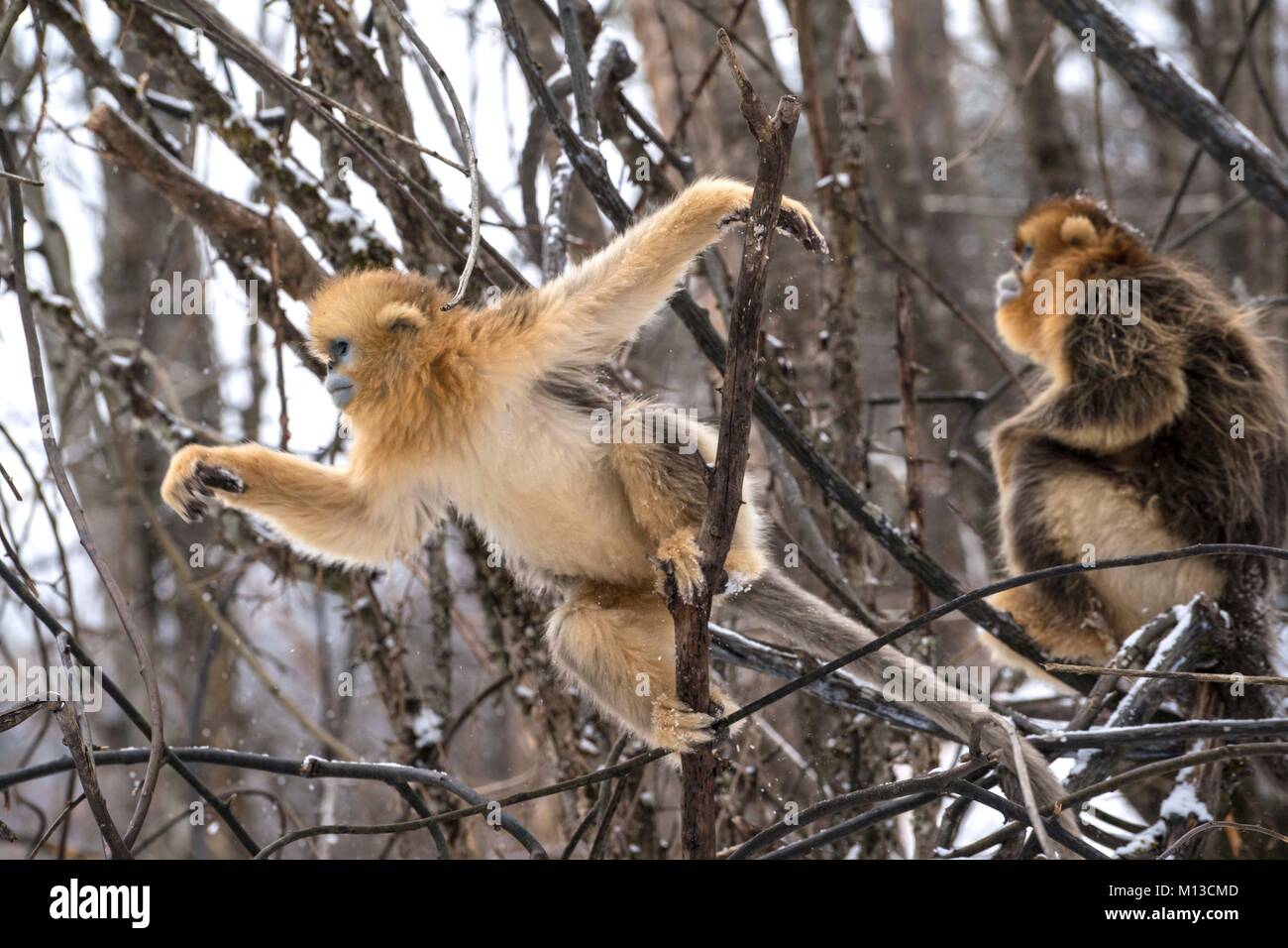 Beijing, China's Hubei Province. 26th Jan, 2018. Golden monkeys play at ...