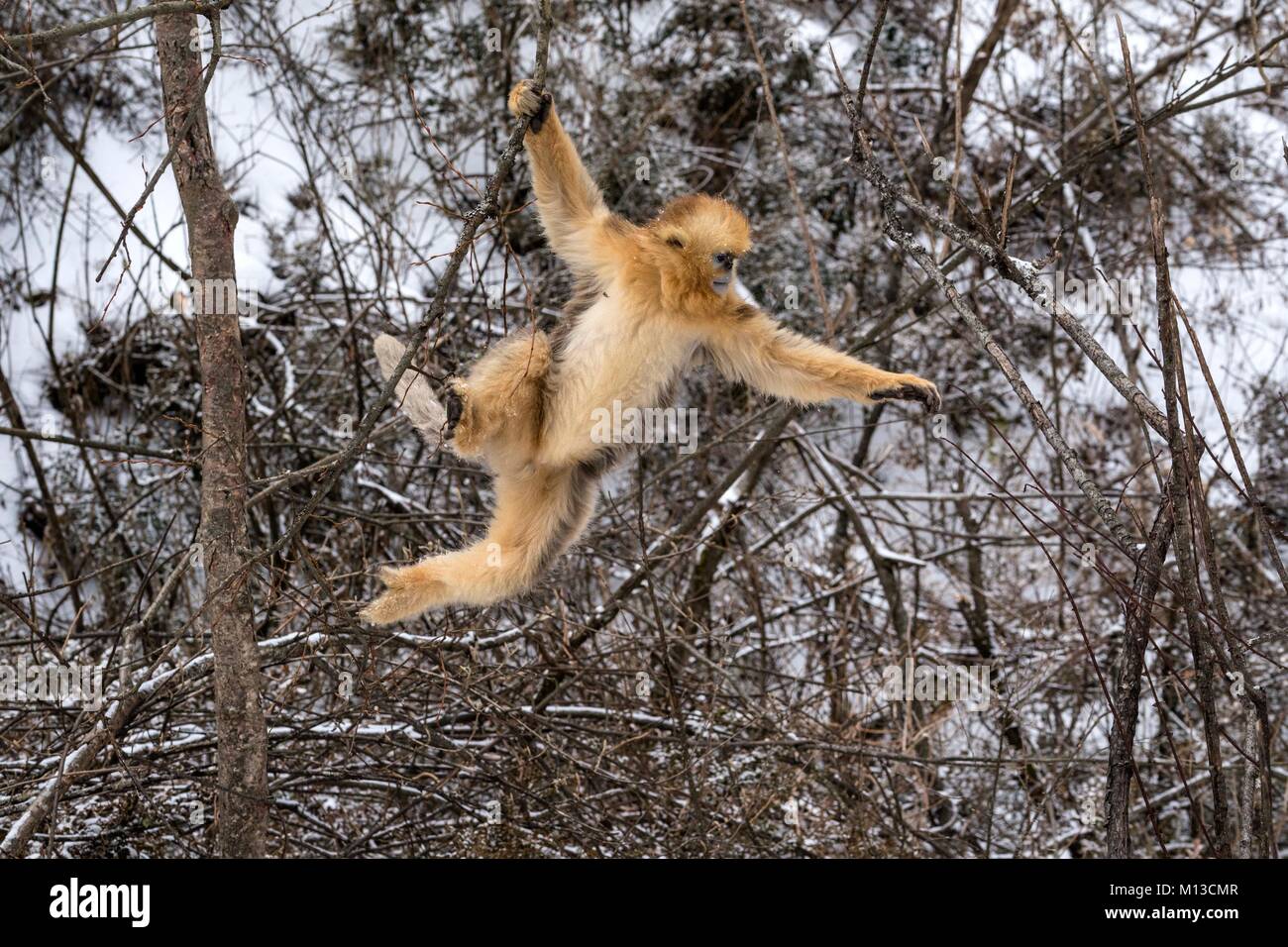 Beijing, China's Hubei Province. 26th Jan, 2018. A golden monkey plays ...