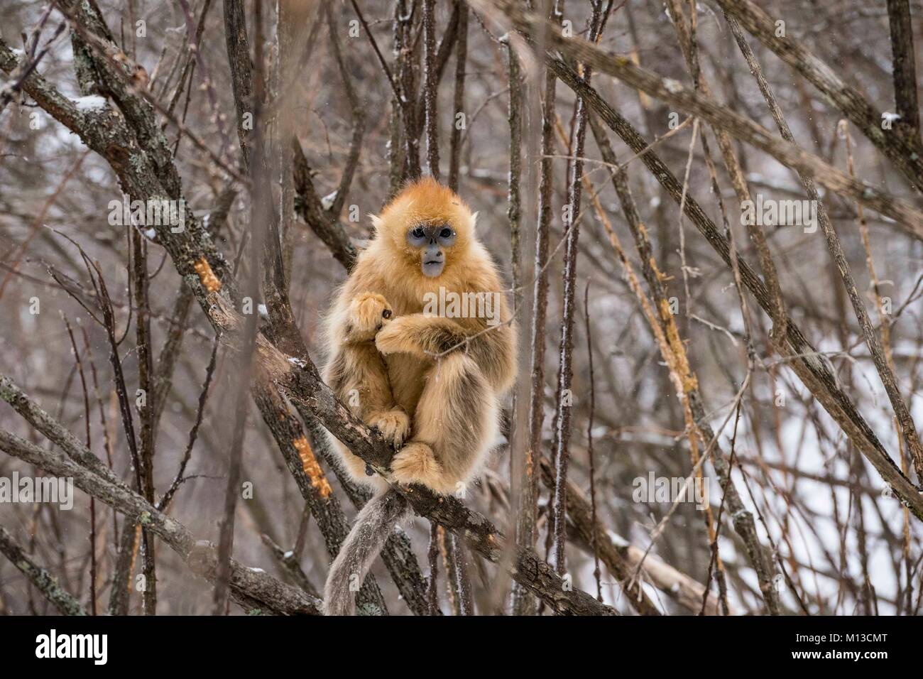 Beijing, China's Hubei Province. 26th Jan, 2018. A golden monkey sits ...