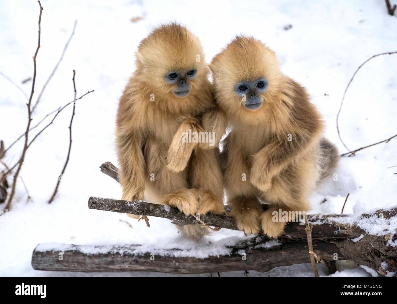Beijing, China's Hubei Province. 26th Jan, 2018. Golden monkeys play at ...