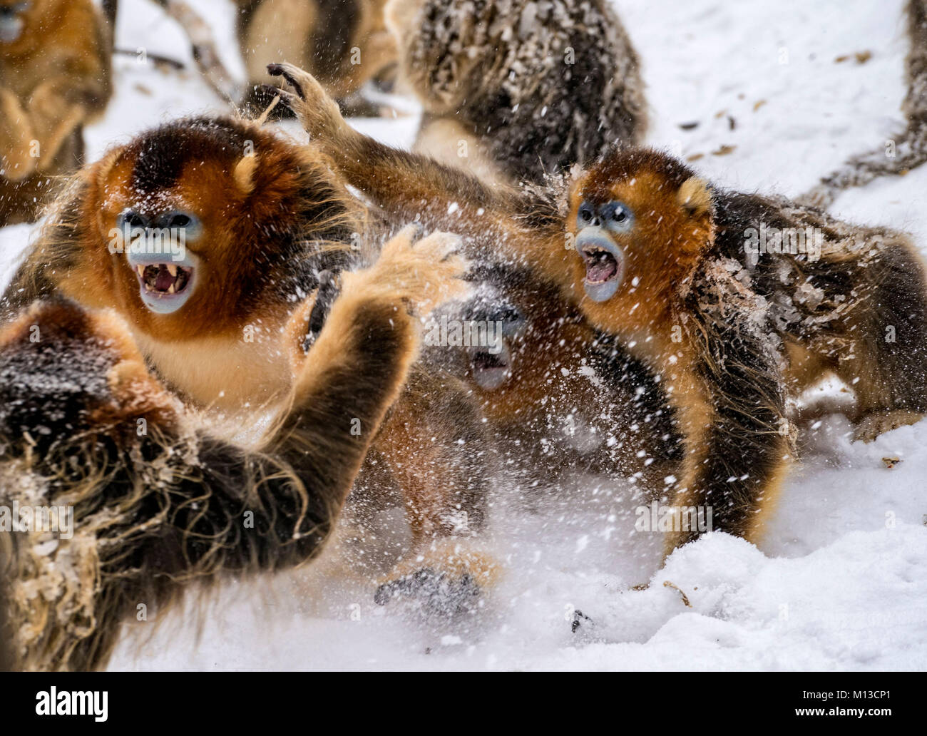 Beijing, China's Hubei Province. 25th Jan, 2018. Golden monkeys play at ...