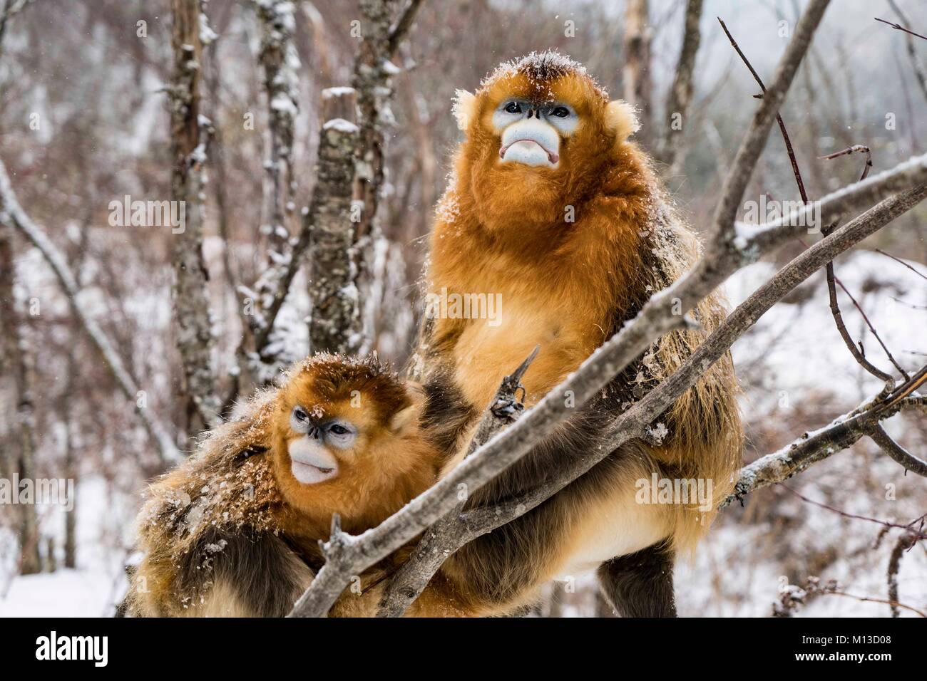 Beijing, China's Hubei Province. 25th Jan, 2018. Golden monkeys are ...