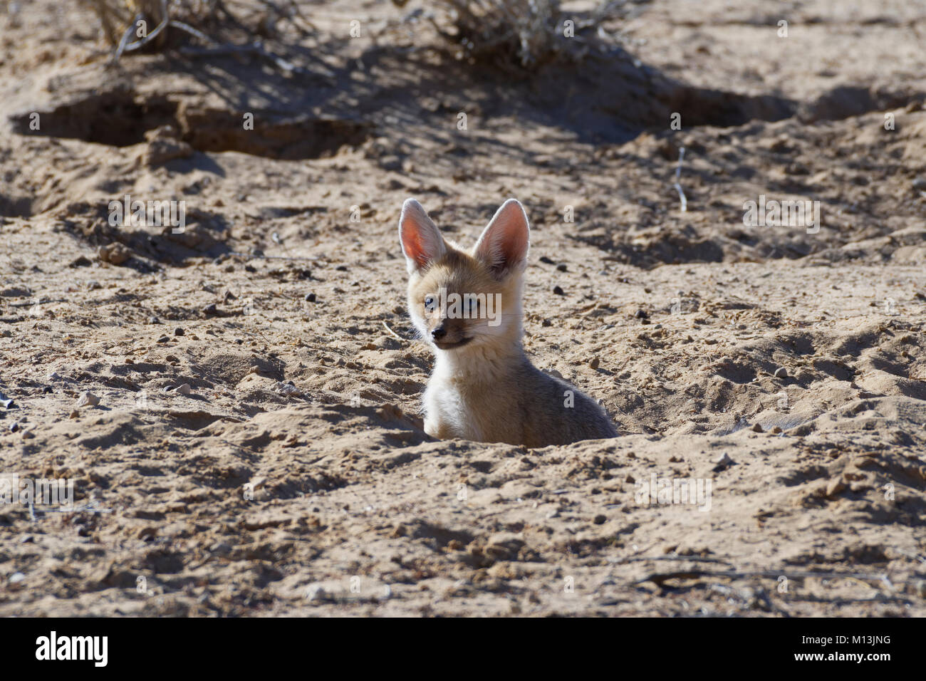 Young Cape fox (Vulpes chama) looking out from burrow entrance, morning ...