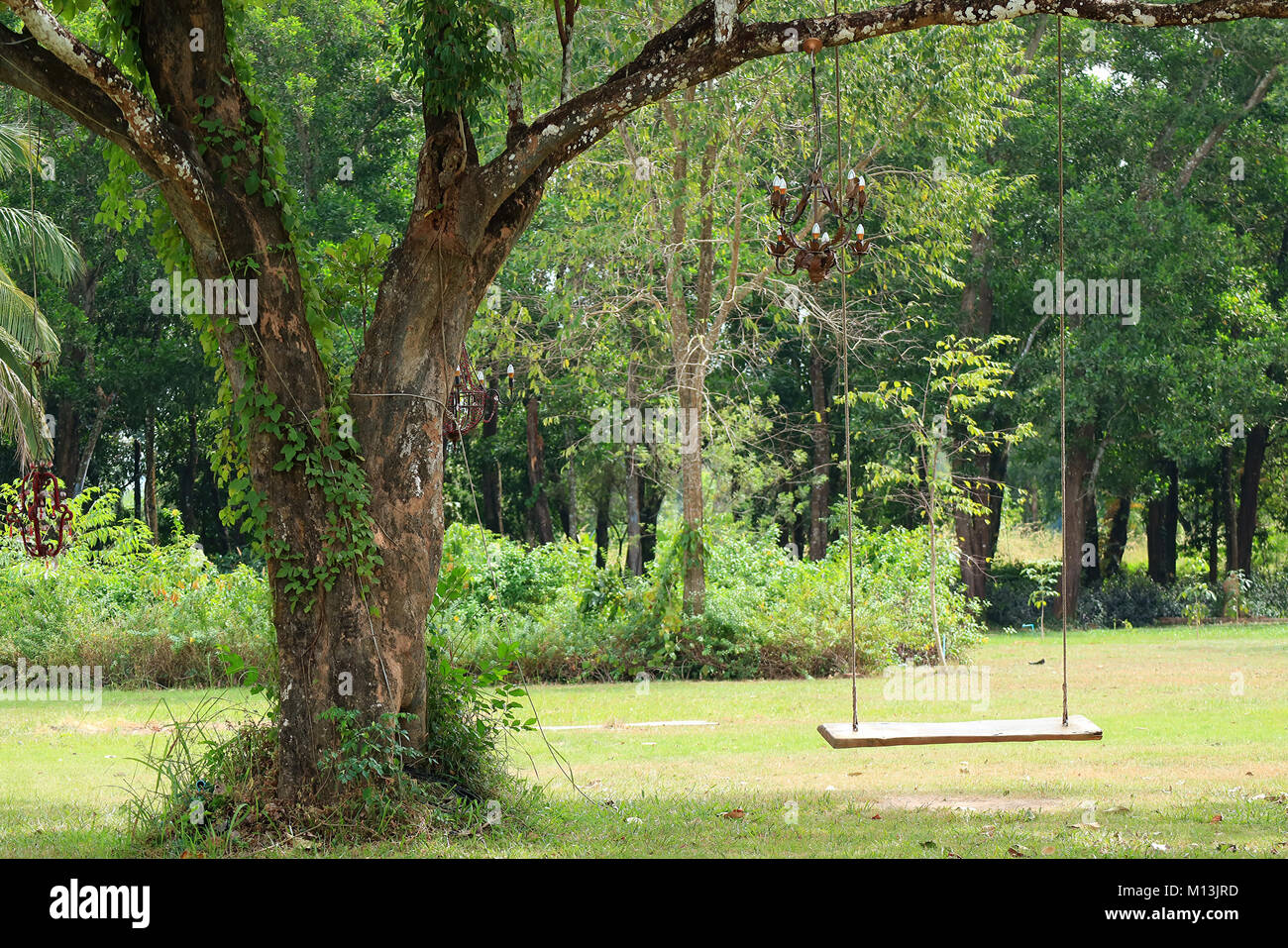 Empty wooden swing hanging from a big tree in the green garden Stock ...