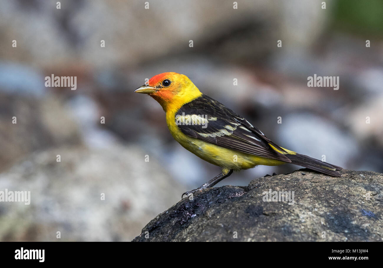 Western tanager hi-res stock photography and images - Alamy