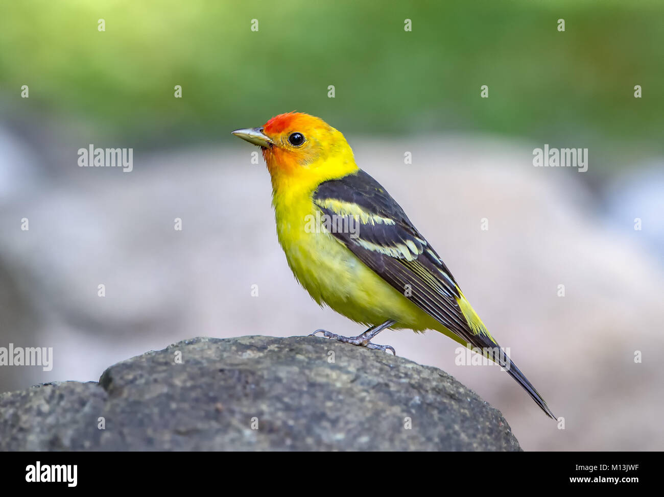 Western tanager hi-res stock photography and images - Alamy