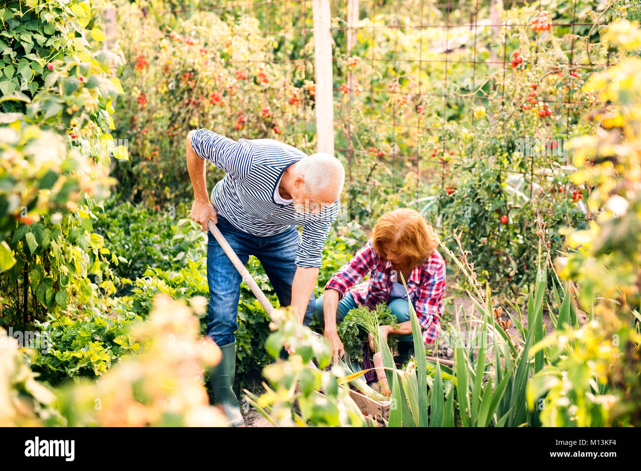 Old man gardening hi-res stock photography and images - Alamy