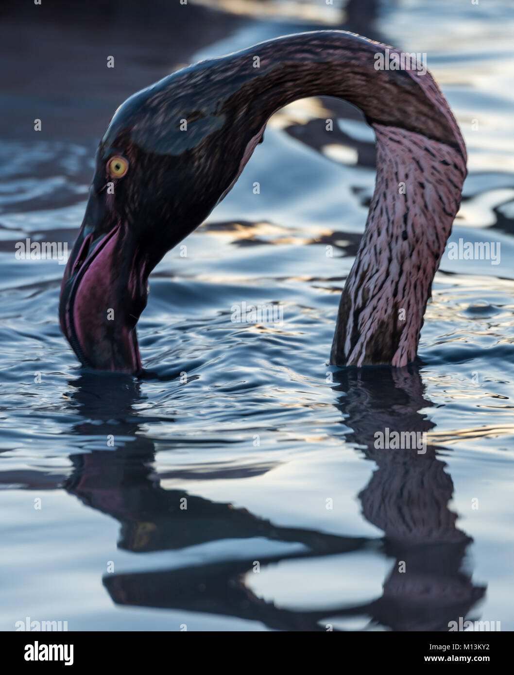 Long Necked Water Bird