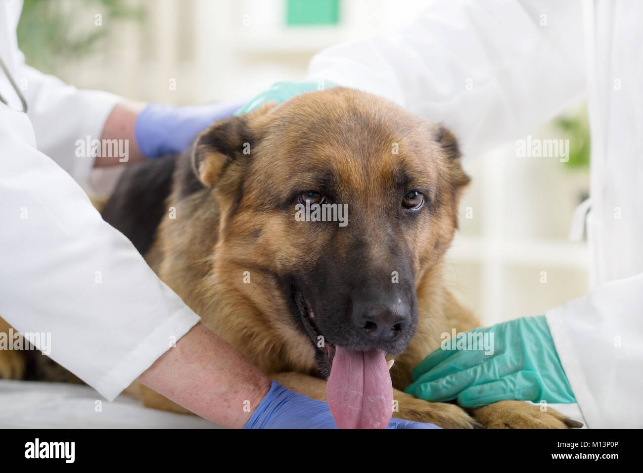 German shepherd dog at medical exam Stock Photo - Alamy