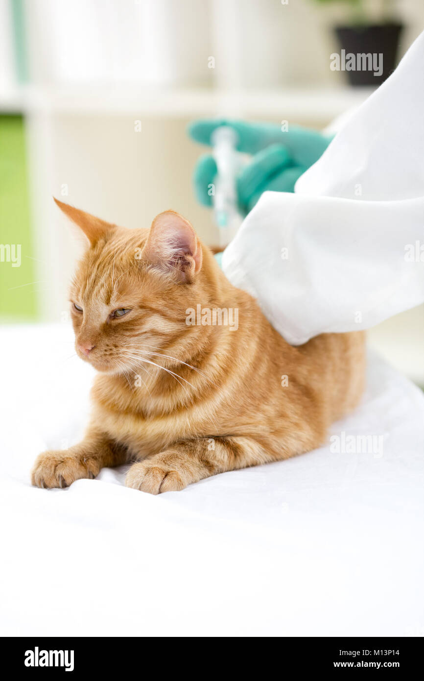 Veterinarian giving injection to a cat Stock Photo - Alamy