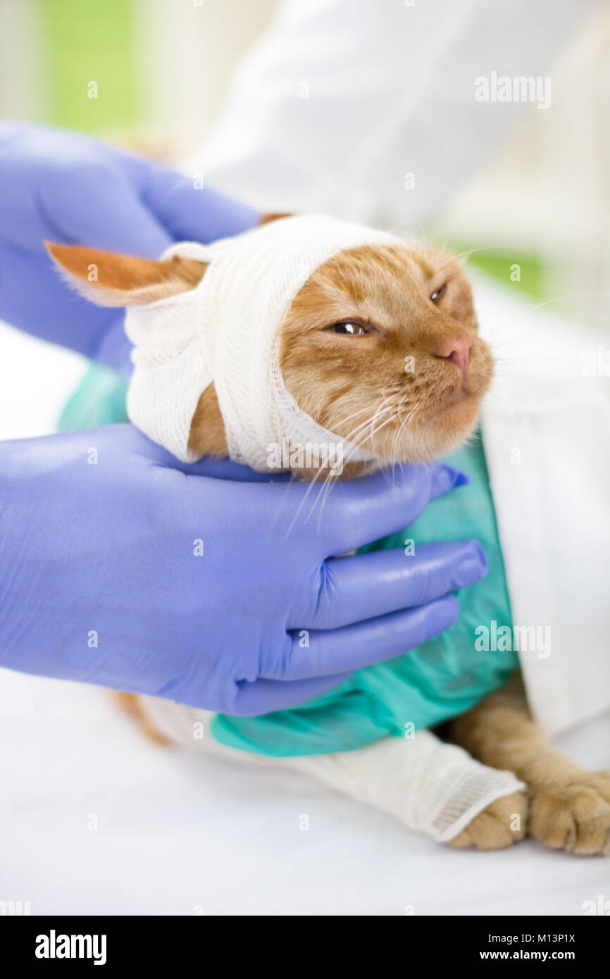 little cat with bandages on his head Stock Photo - Alamy