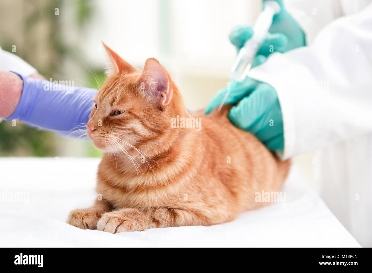 Veterinary Nurse Giving Cat Injection Stock Photo - Alamy
