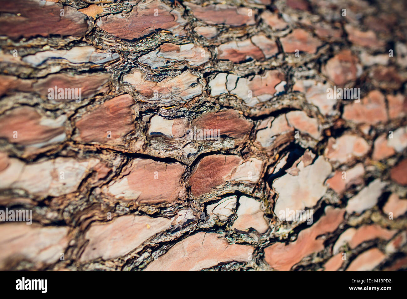 close-up of an pine tree's bark Stock Photo - Alamy