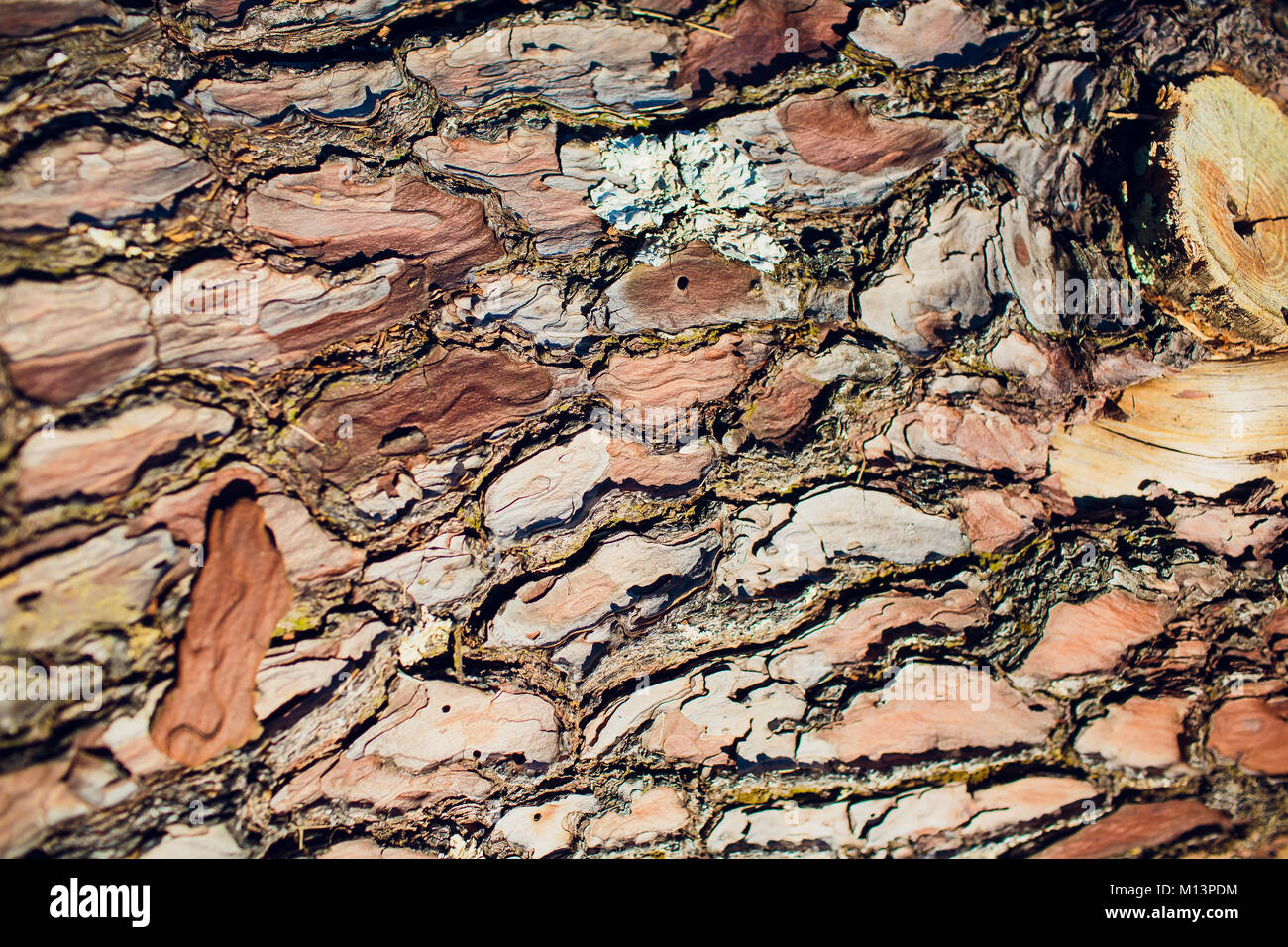 close-up of an pine tree's bark Stock Photo - Alamy