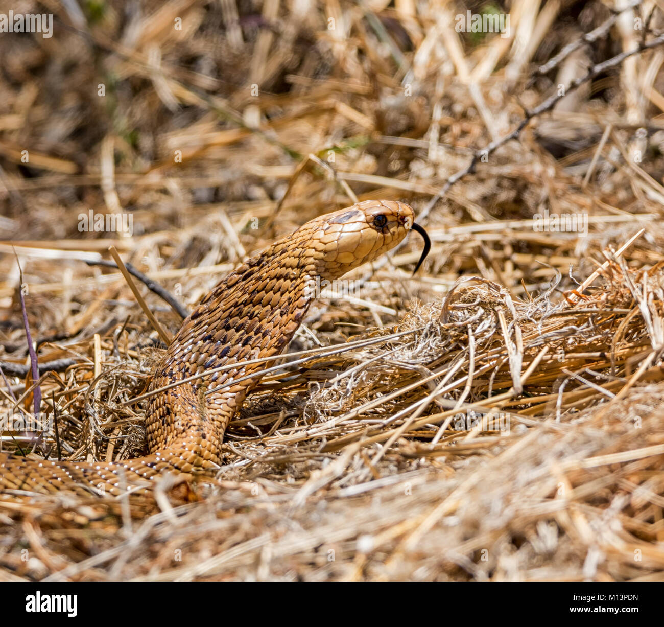 A Cape Cobra in grass in Southern African savanna Stock Photo - Alamy