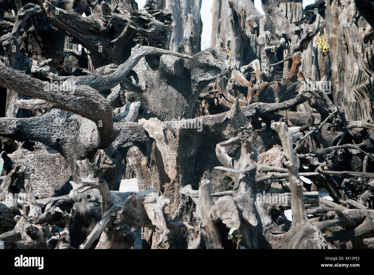 Close up background of gray dried plant roots Stock Photo - Alamy