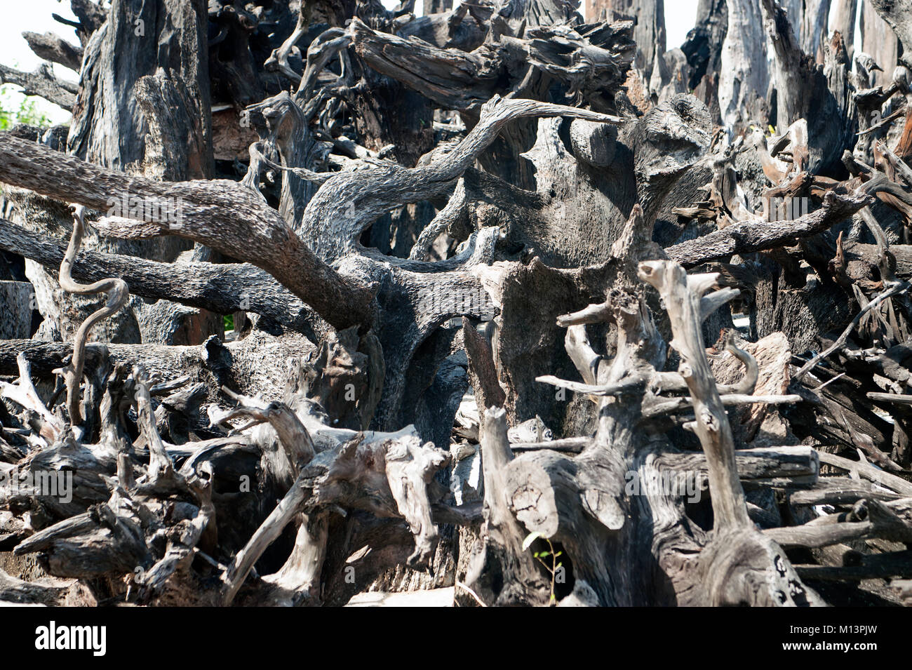 Close up background of gray dried plant roots Stock Photo - Alamy