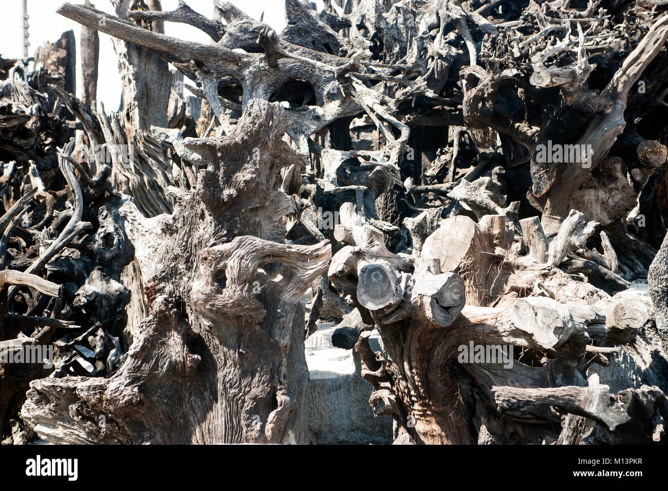 Close up background of gray dried plant roots Stock Photo - Alamy
