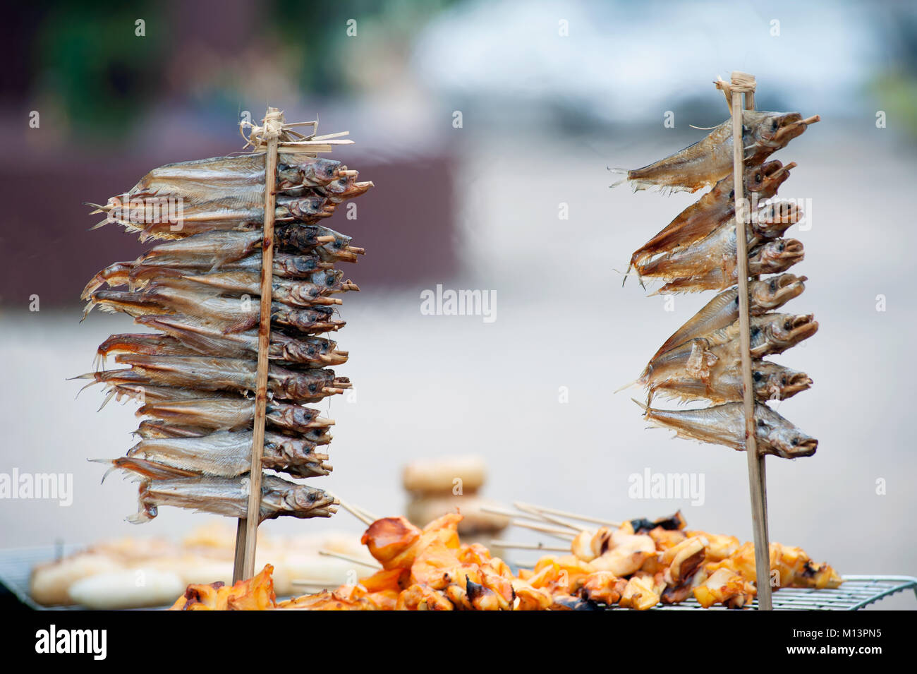 Sheatfishes hi-res stock photography and images - Alamy