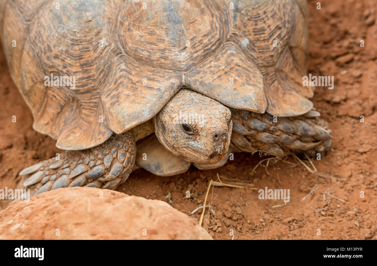 A closeup portrait of a Leopard Tortoise Stock Photo - Alamy