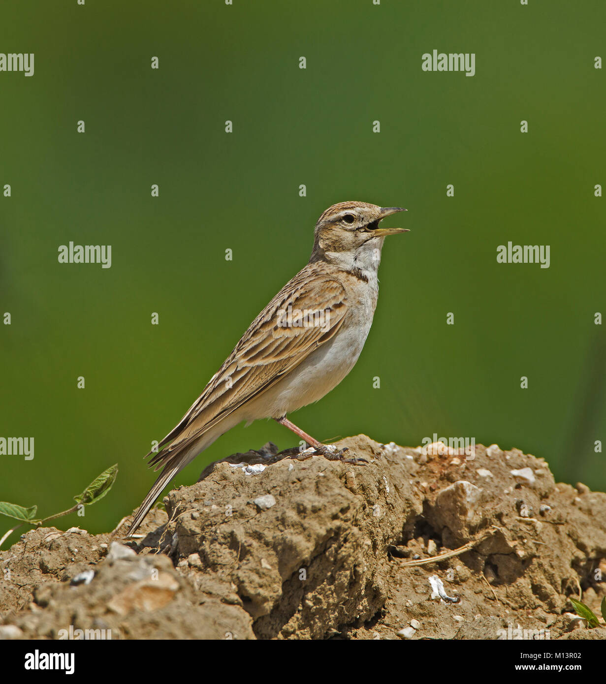 Short toed lark Calandrella brachydactyla Stock Photo - Alamy