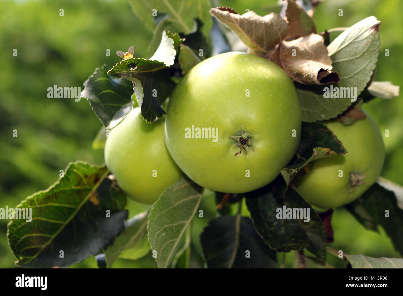 Green apples growing on the tree Stock Photo - Alamy