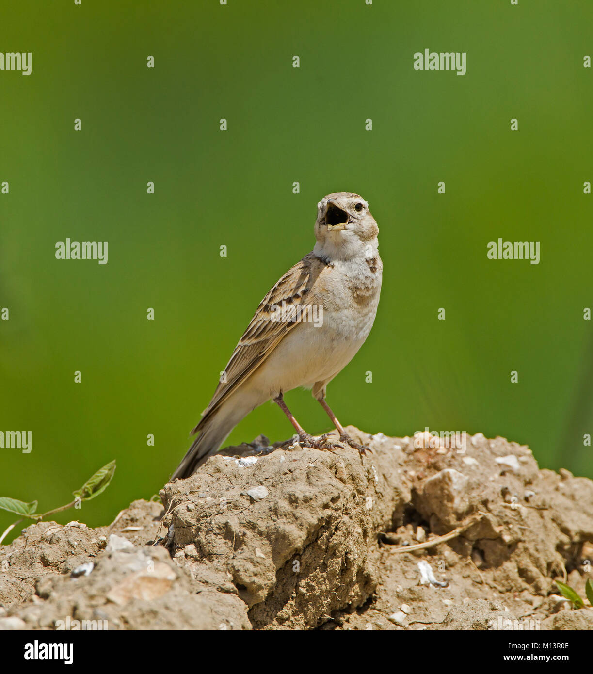 Short toed lark Calandrella brachydactyla Stock Photo - Alamy