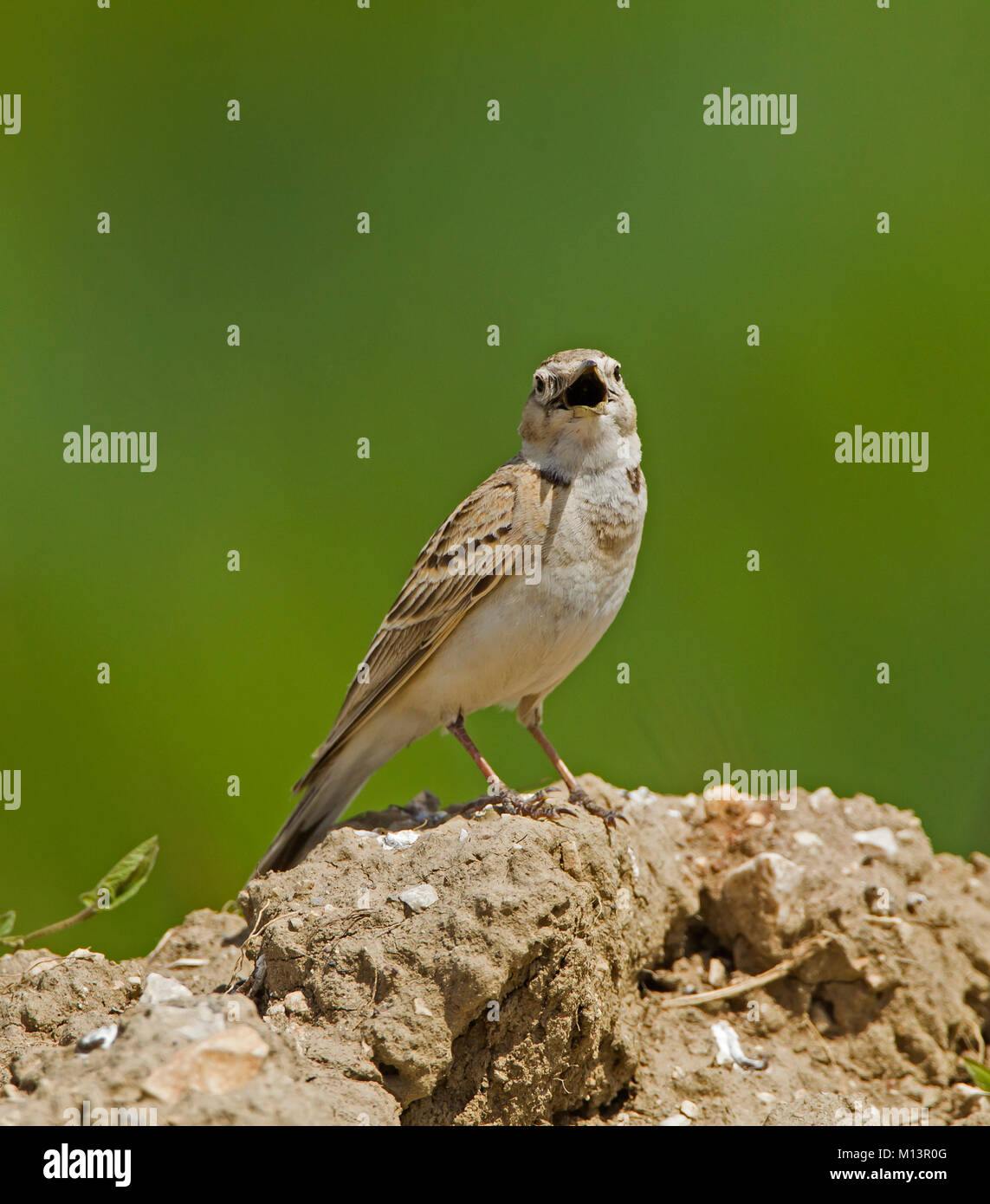 Short toed lark Calandrella brachydactyla Stock Photo - Alamy