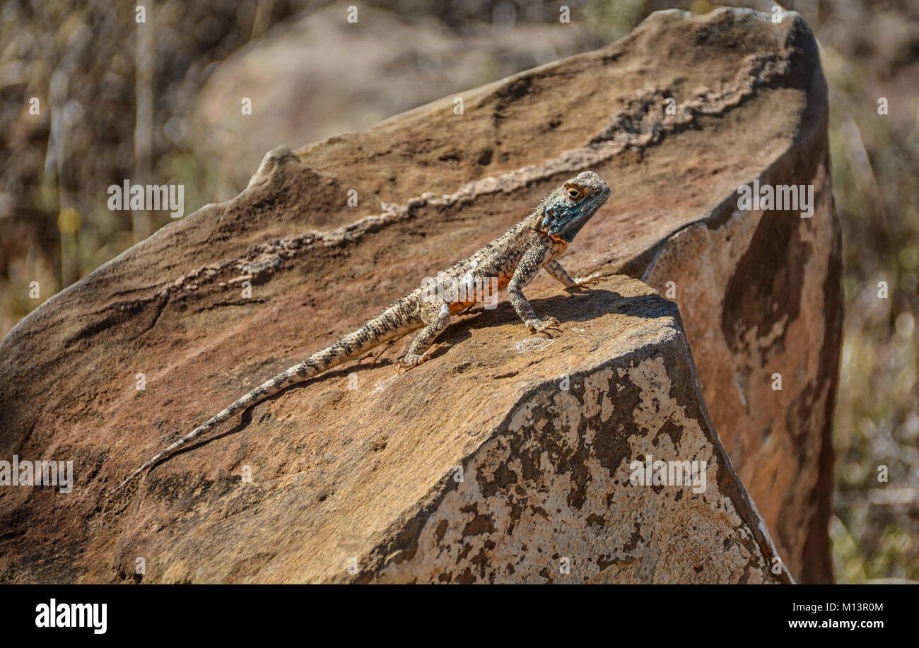 The southern rock agama is a species of lizard from the Agamidae family ...
