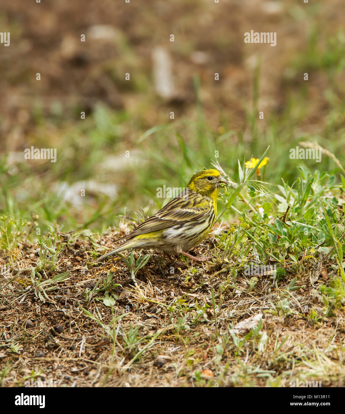Serin Serinus Serinus feeding Stock Photo - Alamy