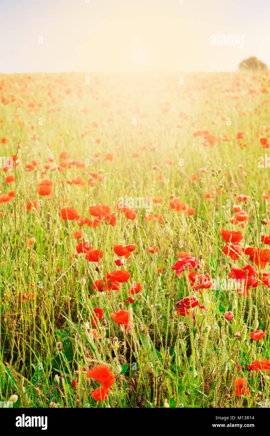 Wild poppy field with lone tree on horizon and sunlight effect glowing ...