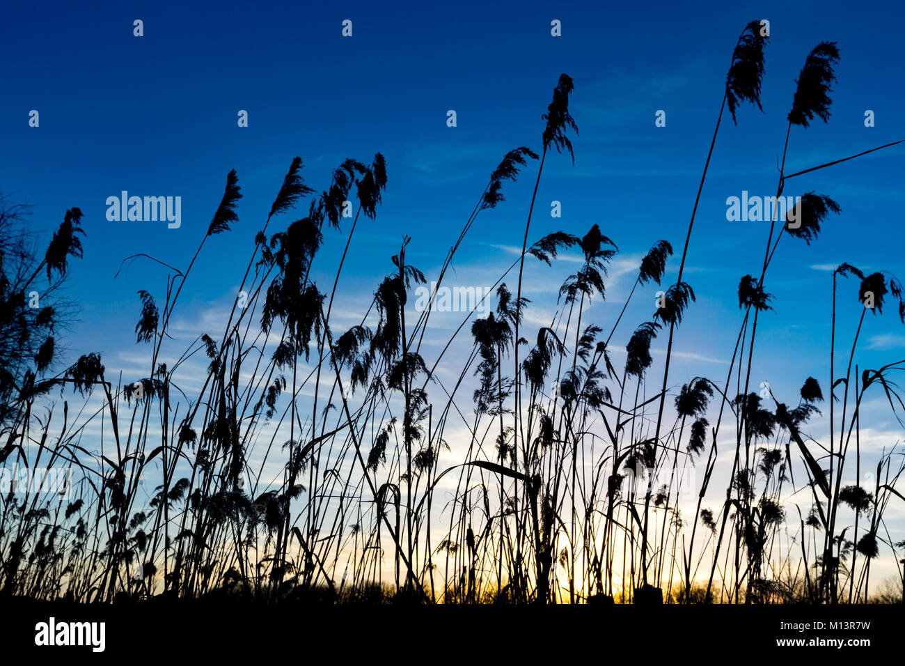 dry cane on dark blue sky background in evening time Stock Photo - Alamy
