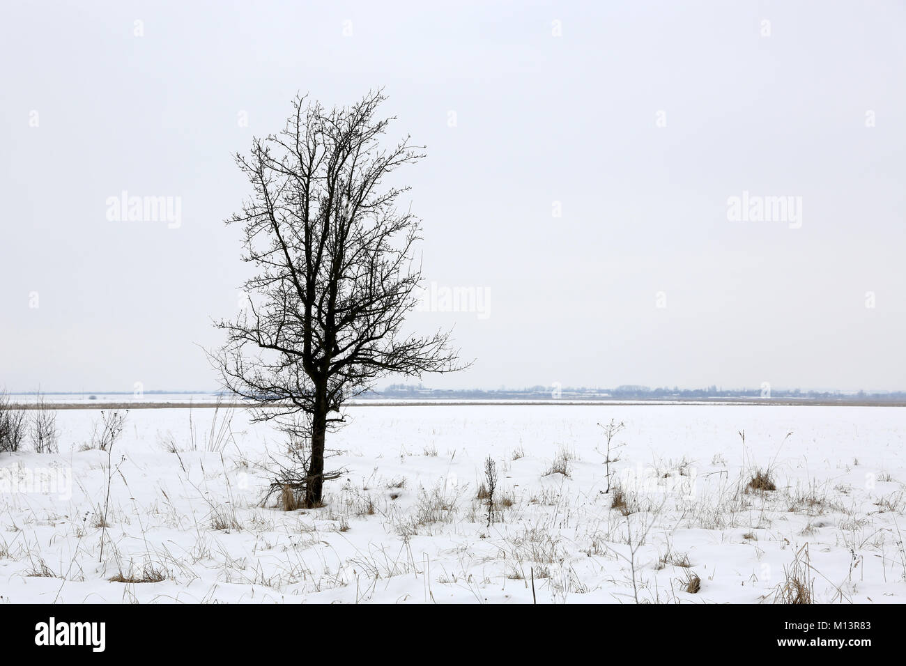 Alone tree on winter meadow Stock Photo - Alamy