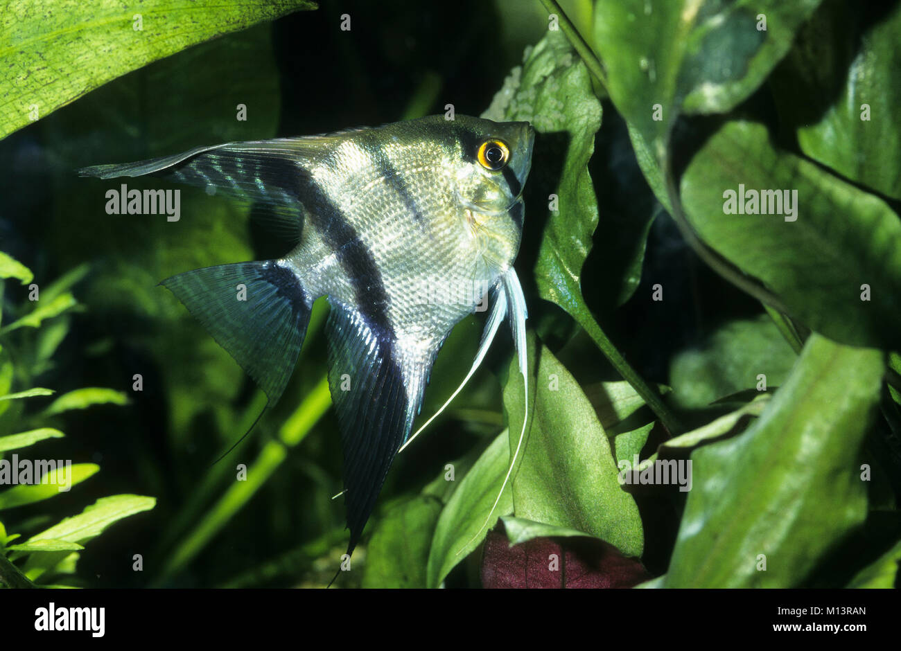 Skalar, Scalar, Segelflosser, Skalare, am Eigelege, Laich, Eier ...