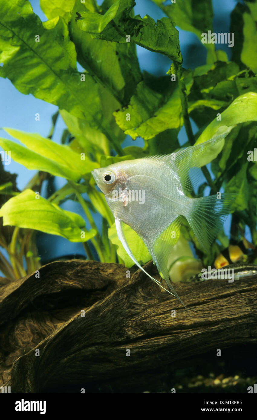 Skalar, Scalar, Segelflosser, Zuchtform, Skalare, Pterophyllum scalare ...