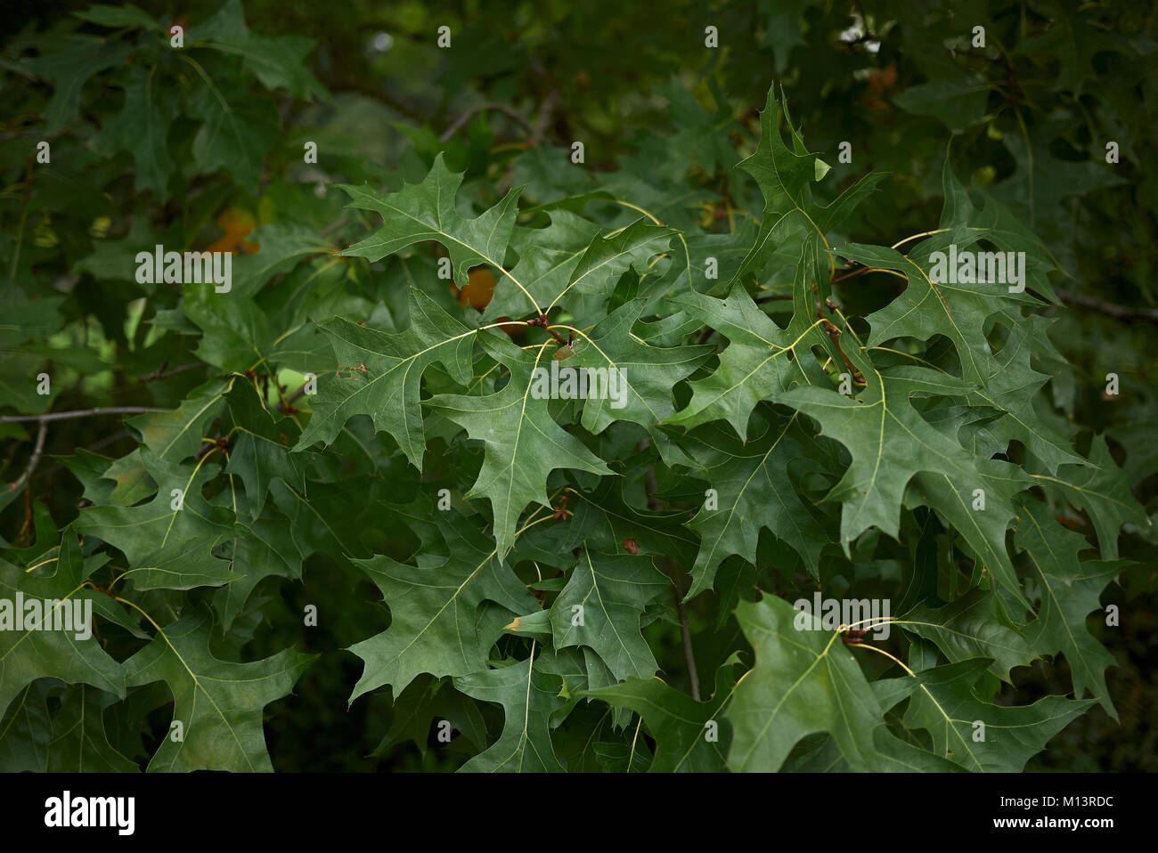 Swamp spanish oak quercus palustris hi-res stock photography and images ...